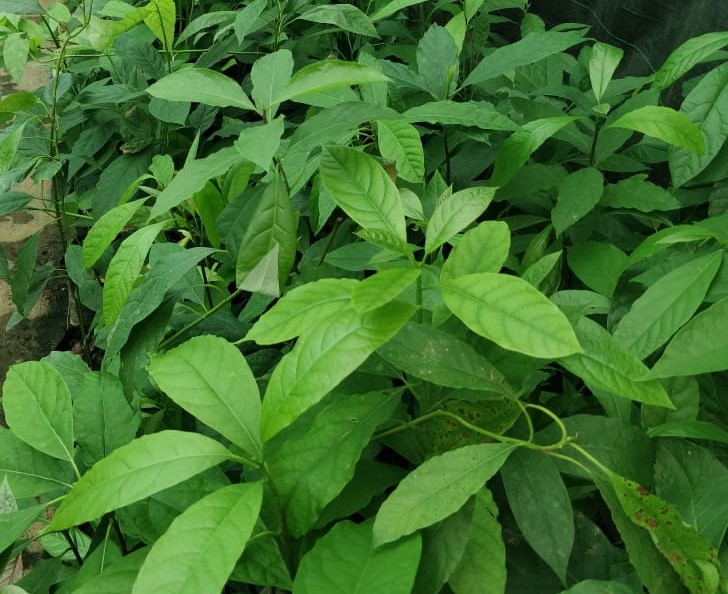 e-Krushika - Marketplace for farmers